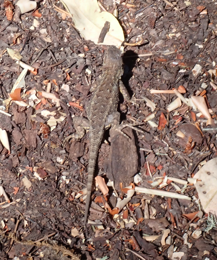 Western Fence Lizard from Humboldt County, CA, USA on July 15, 2022 at ...