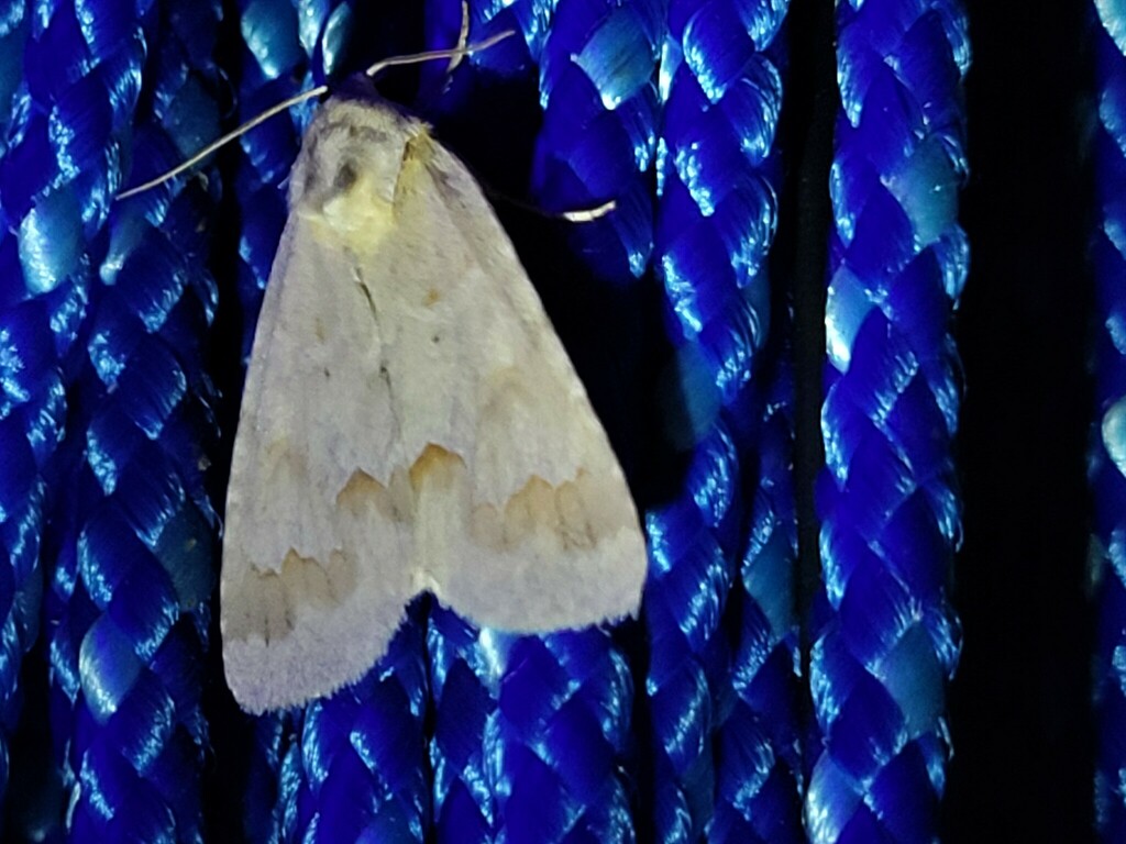 Dagger Moths from Anne Arundel County, MD, USA on May 30, 2022 at 10:26 ...