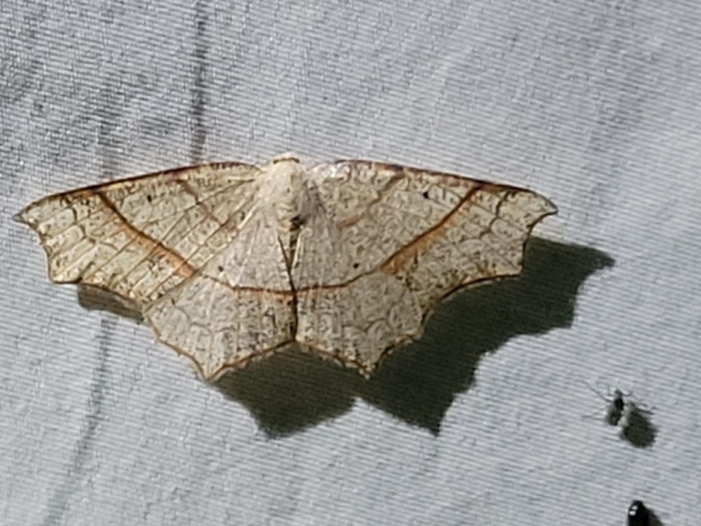 Oak Besma Moth from Anne Arundel County, MD, USA on May 31, 2022 at 12: ...