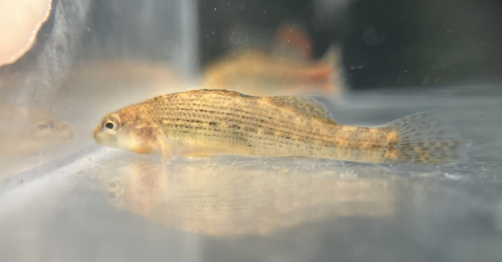 Orangethroat Darter from Warren, Missouri, United States on August 18 ...