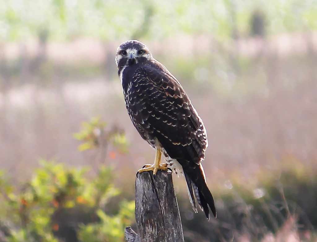 White-tailed Hawk from Las Margaritas, Chis., México on August 18, 2022 ...