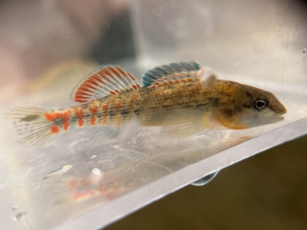 Orangethroat Darter from Innsbrook, MO 63390, USA on August 18, 2022 at ...