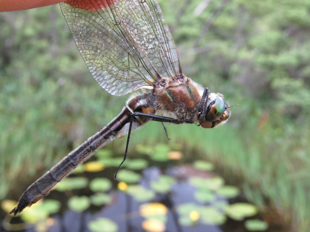 American Emerald from Bas-Saint-Laurent, QC, Canada on August 02, 2022 ...