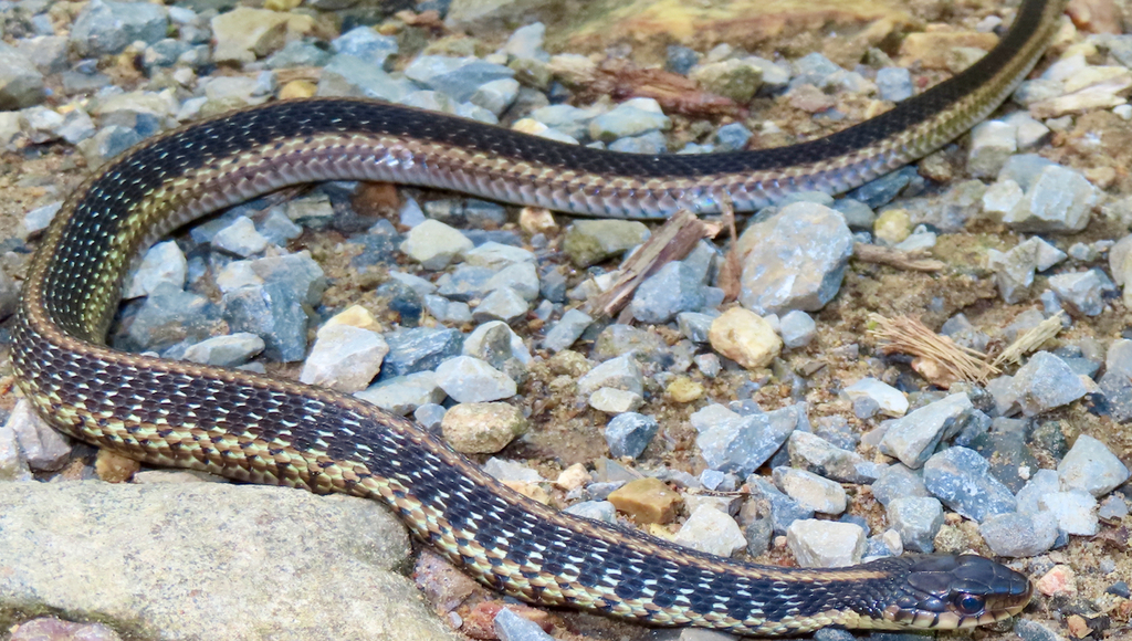 Common Garter Snake from Old Rag Mountain, Virginia 22743, USA on ...