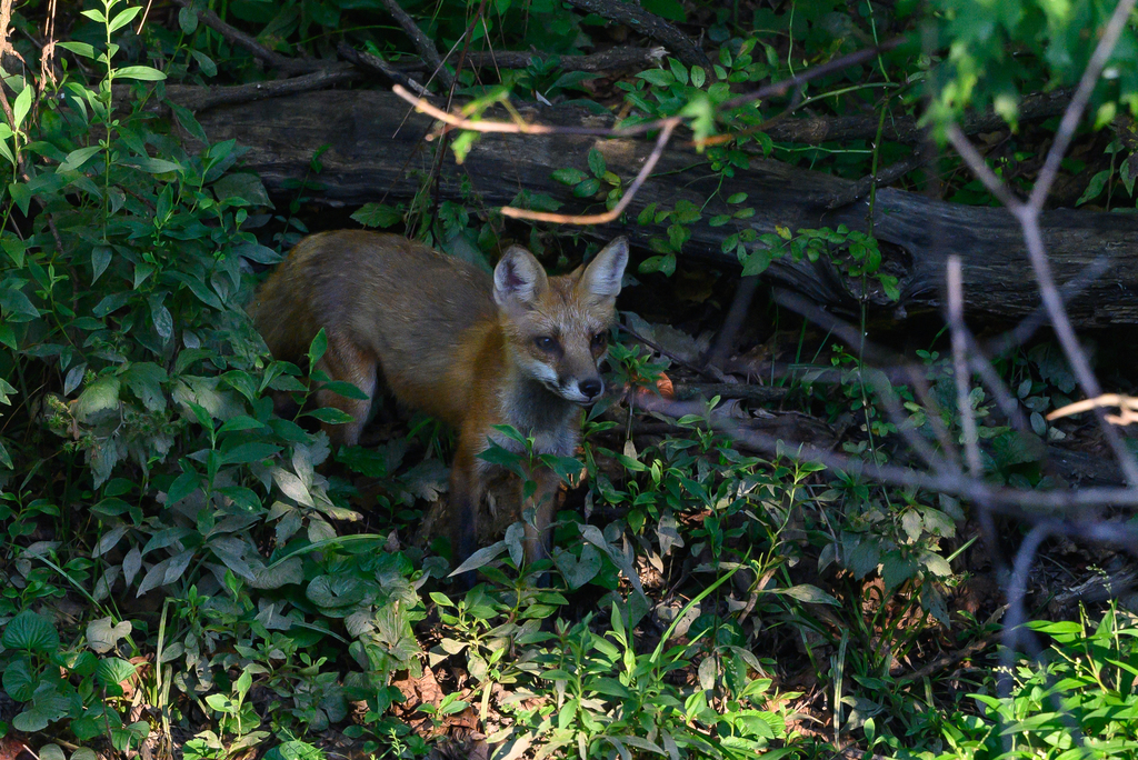 Red Fox from Montgomery, Maryland, United States on August 18, 2022 at ...