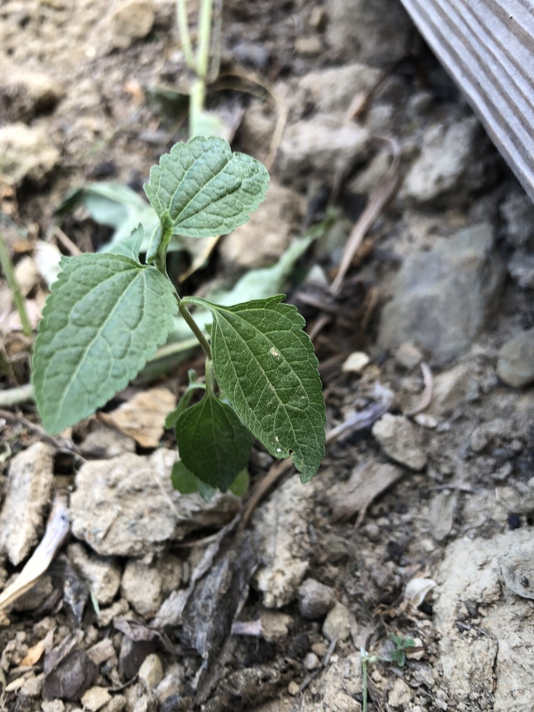 Asteroideae from Saint Louis St, Lewisburg, PA, US on August 18, 2022 ...