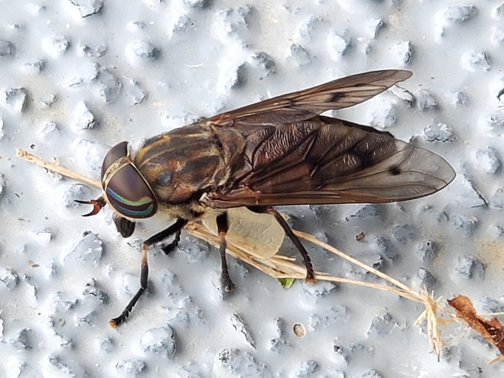 Tabanus sulcifrons from Granville South, OH, USA on August 18, 2022 at ...