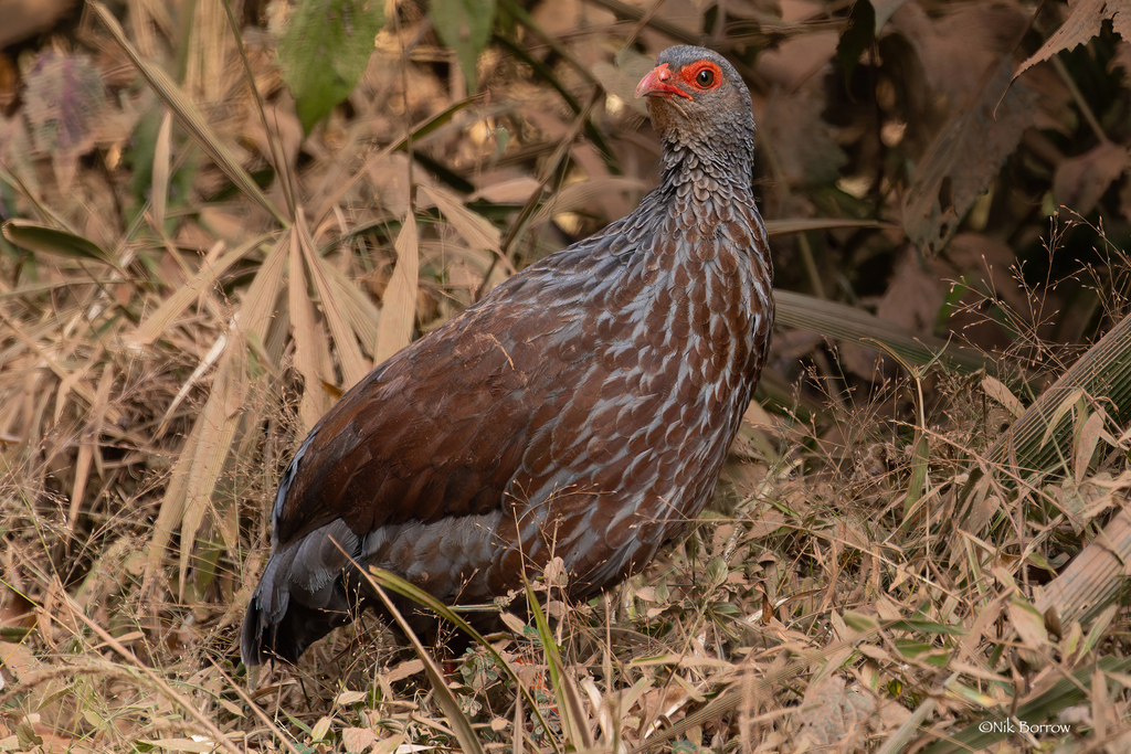 Handsome Spurfowl from Kabale, Uganda on July 18, 2022 at 09:38 AM by ...