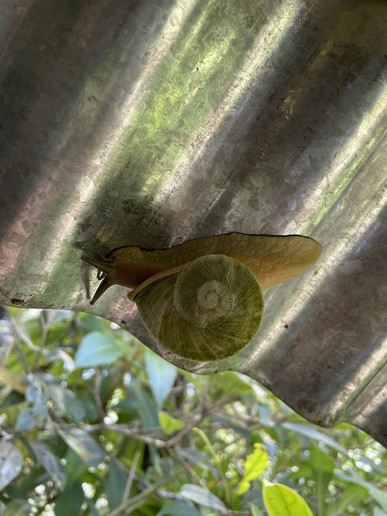 Parthena acutangula from El Yunque National Forest, Río Grande, Puerto ...
