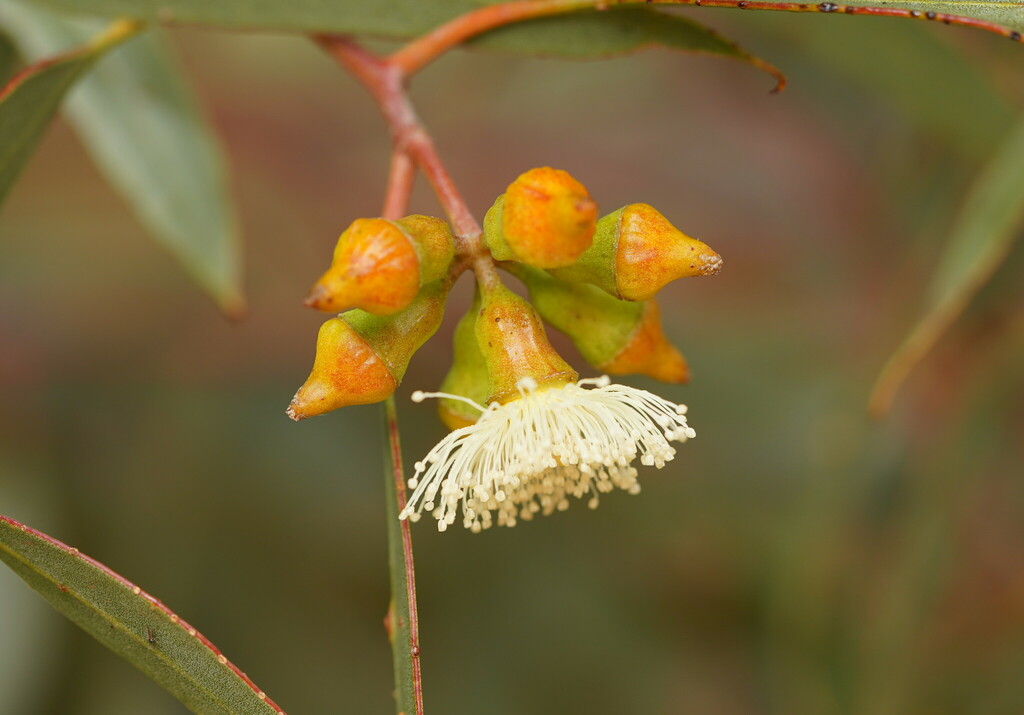 Ridge-fruited mallee from Ouyen VIC 3490, Australia on August 16, 2022 ...