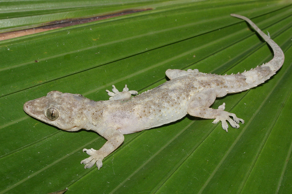Tropical House Gecko from Turks and Caicos Islands on October 28, 2013 ...