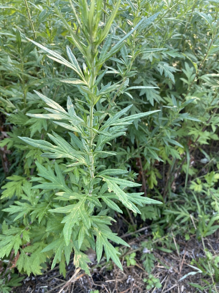 common mugwort from Castle Hill Park, New York, NY, US on August 18 ...