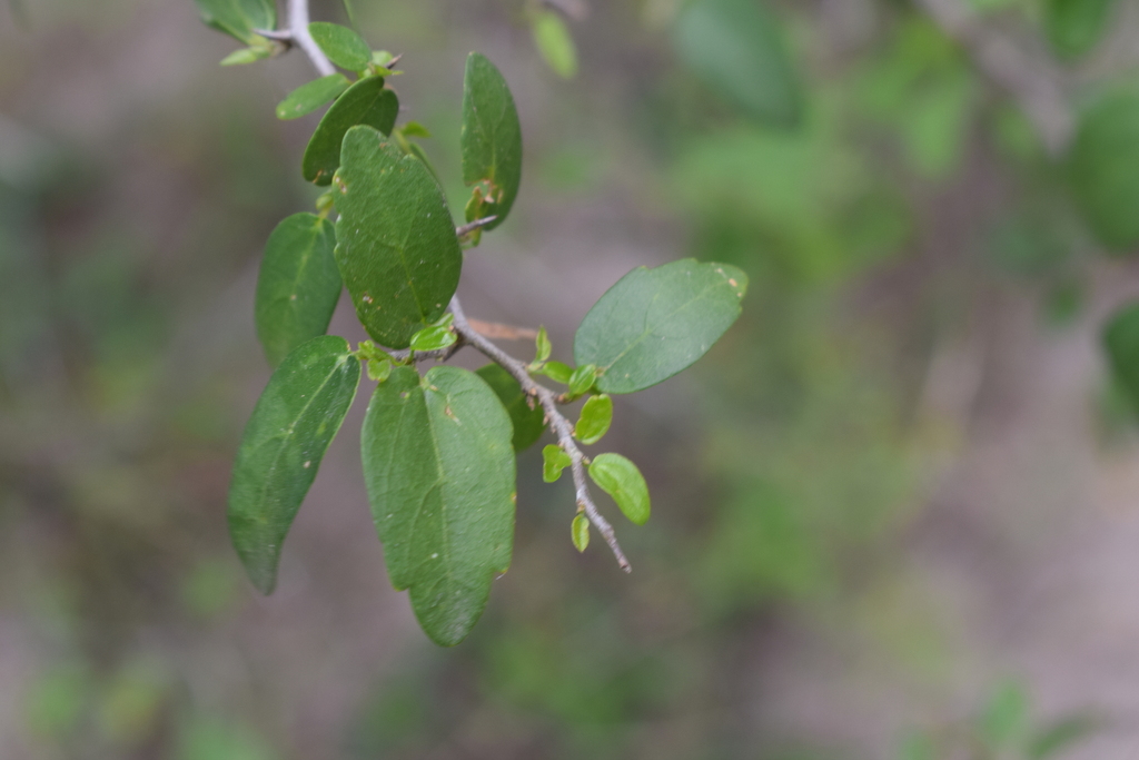 spiny hackberry from Vera, Santa Fe, Argentina on August 17, 2022 at 02 ...