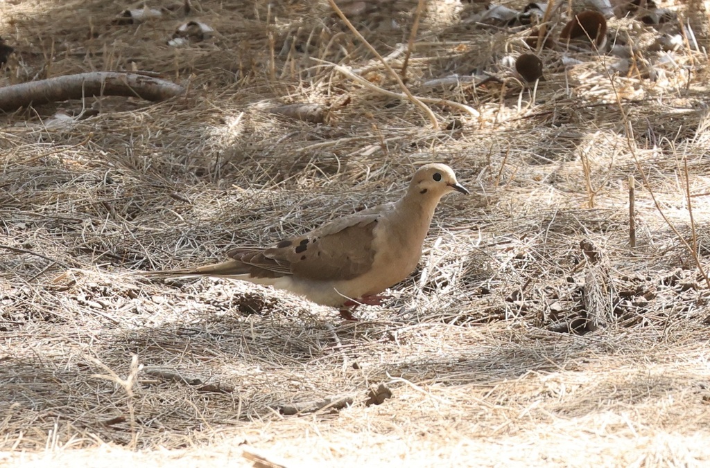 Mourning Dove from Tijuana River Valley, San Diego, CA, USA on August ...