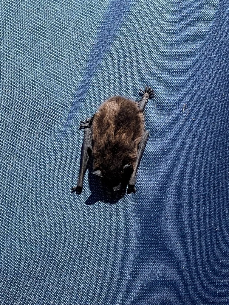 Vesper Bats from Interpromontory Rd, Great Falls, VA, US on August 18 ...