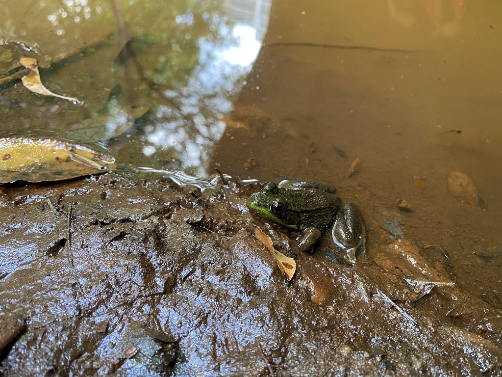 Green Frog from Holly St, Mays Landing, NJ, US on August 18, 2022 at 01 ...