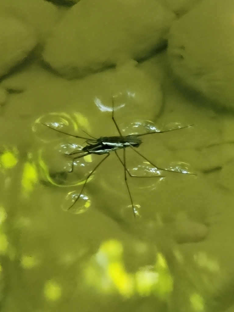 Aquarius remigis from Murray, KY 42071, USA on August 18, 2022 at 03:31 ...