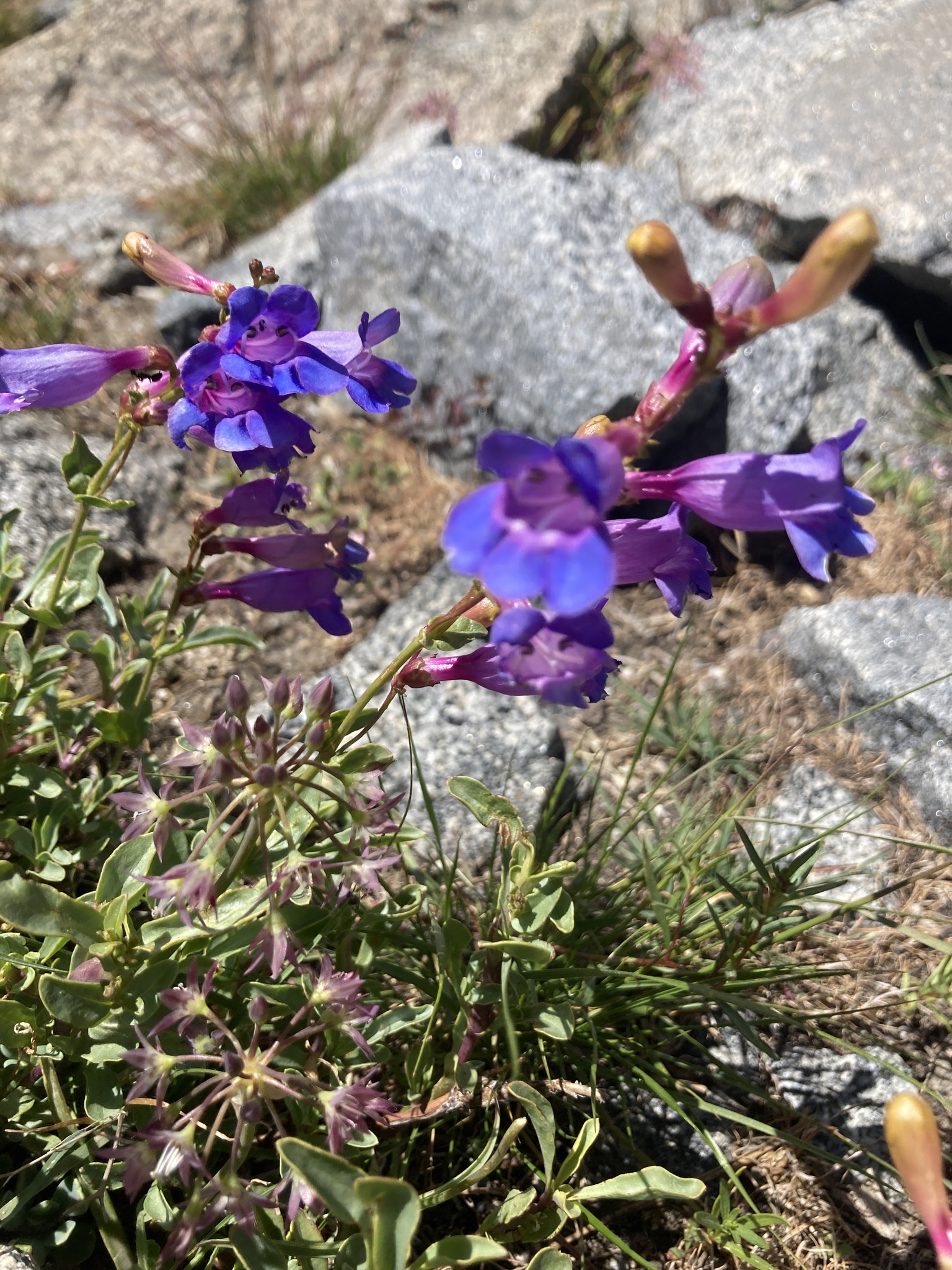 Penstemon azureus Benth.