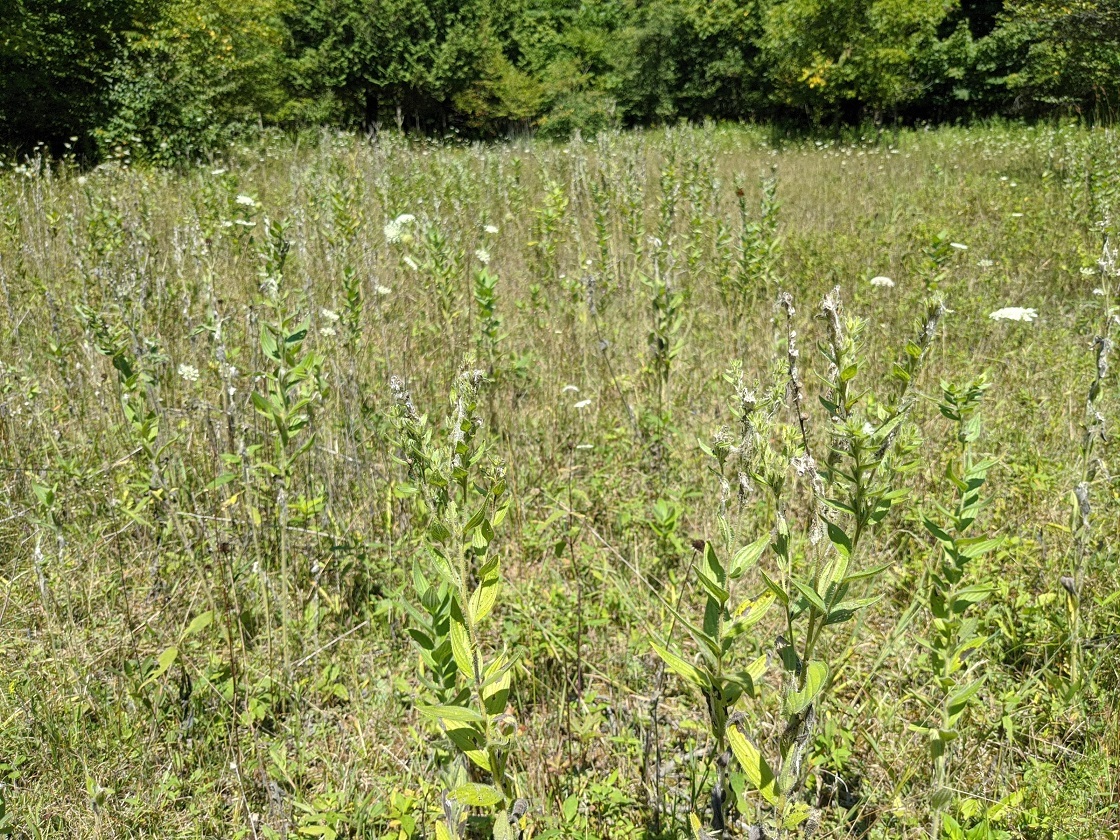 Lithospermum parviflorum Weakley, Witsell & D.Estes
