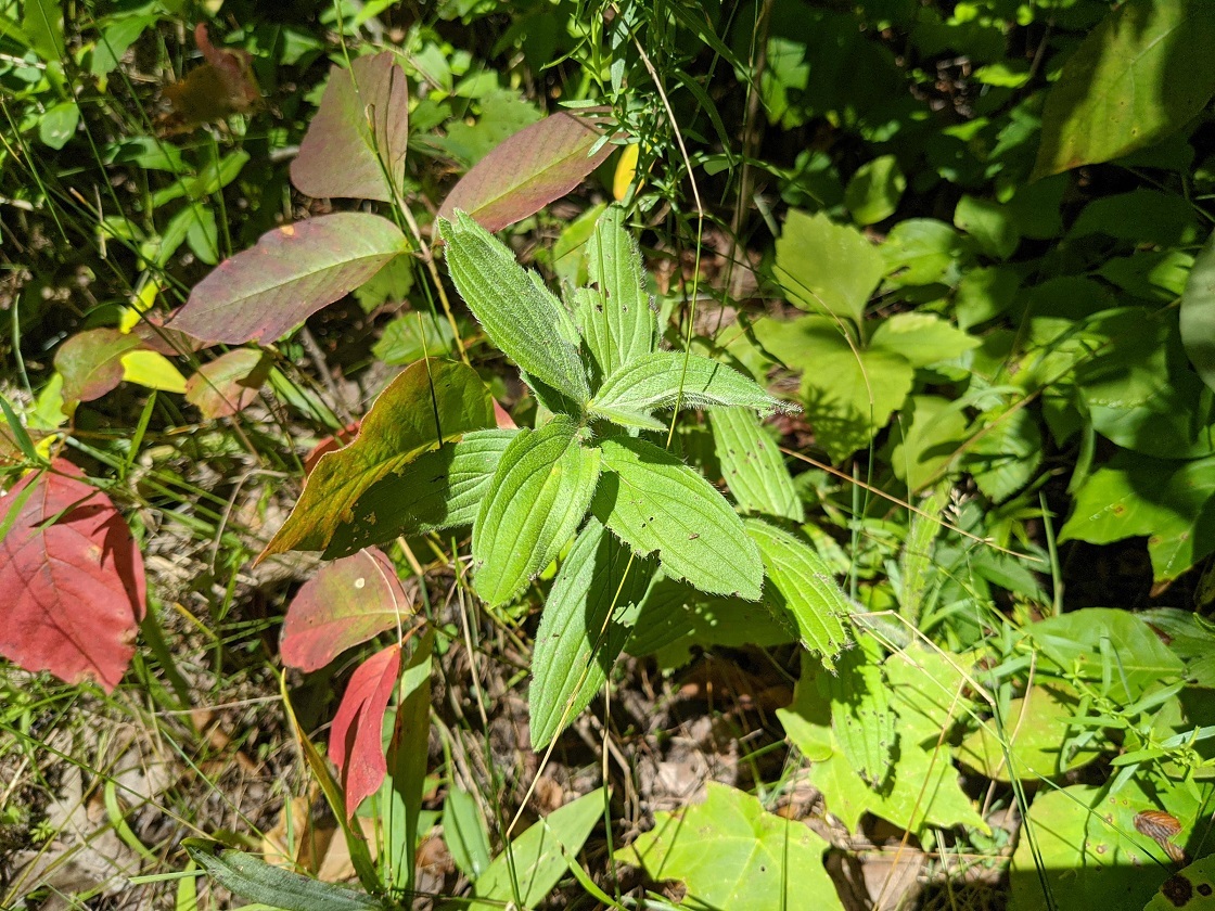 Lithospermum parviflorum Weakley, Witsell & D.Estes