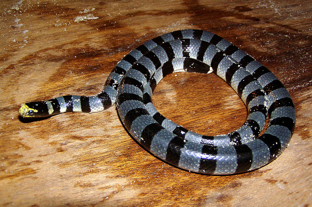 Yellow-lipped Sea Krait (Laticauda colubrina) - Snakes and Lizards