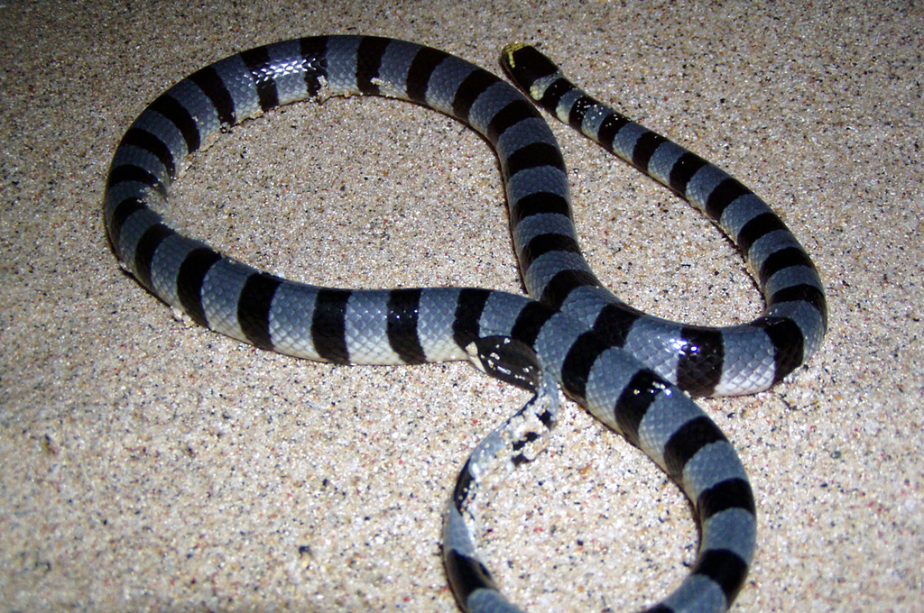 Banded Sea Krait from Puerto Galera, Oriental Mindoro, Philippines on ...