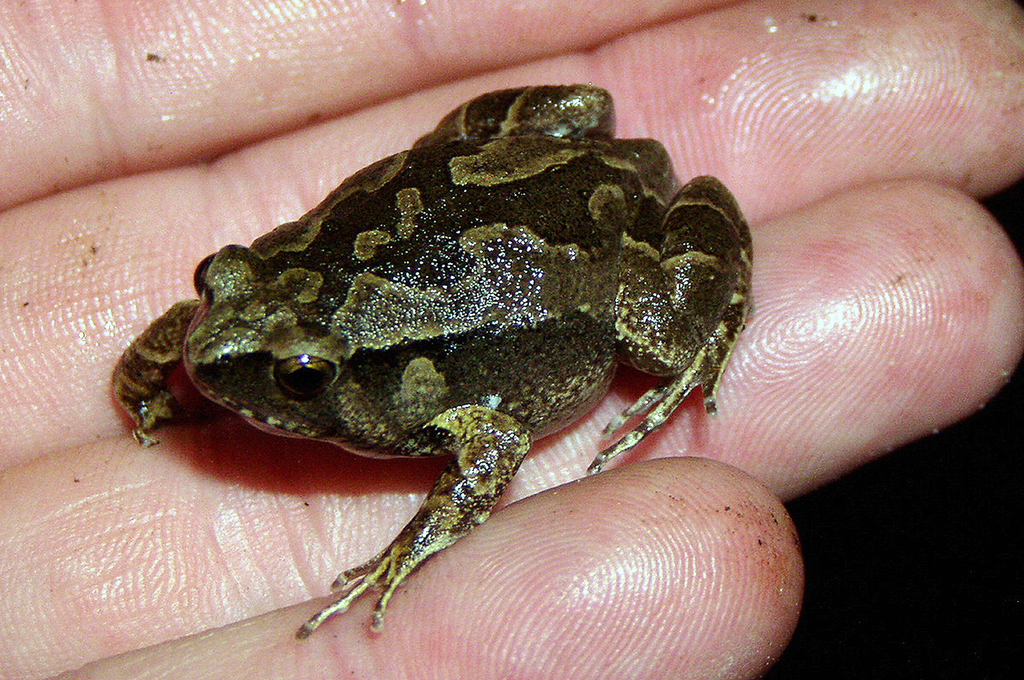 Slender-Digit Chorus Frog from Puerto Galera, Oriental Mindoro ...