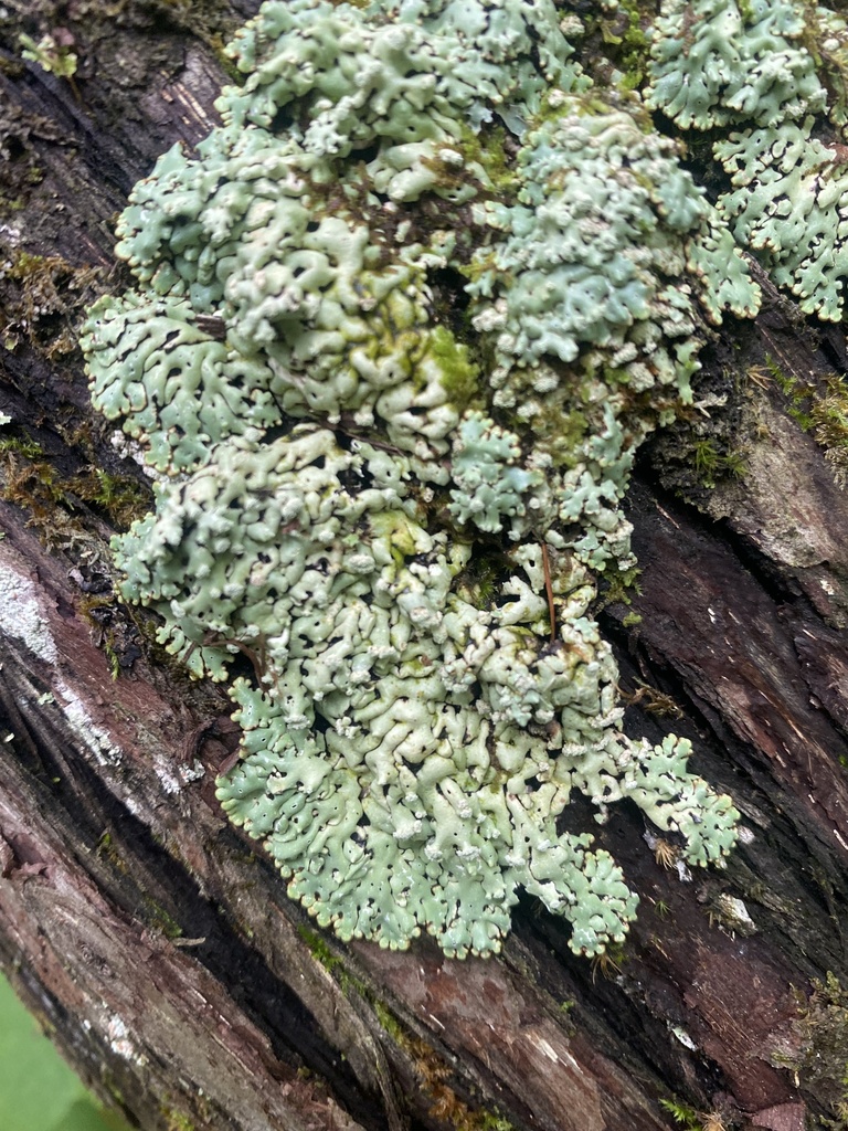 Treeflute Lichen from Ottawa National Forest, Marenisco, MI, US on ...