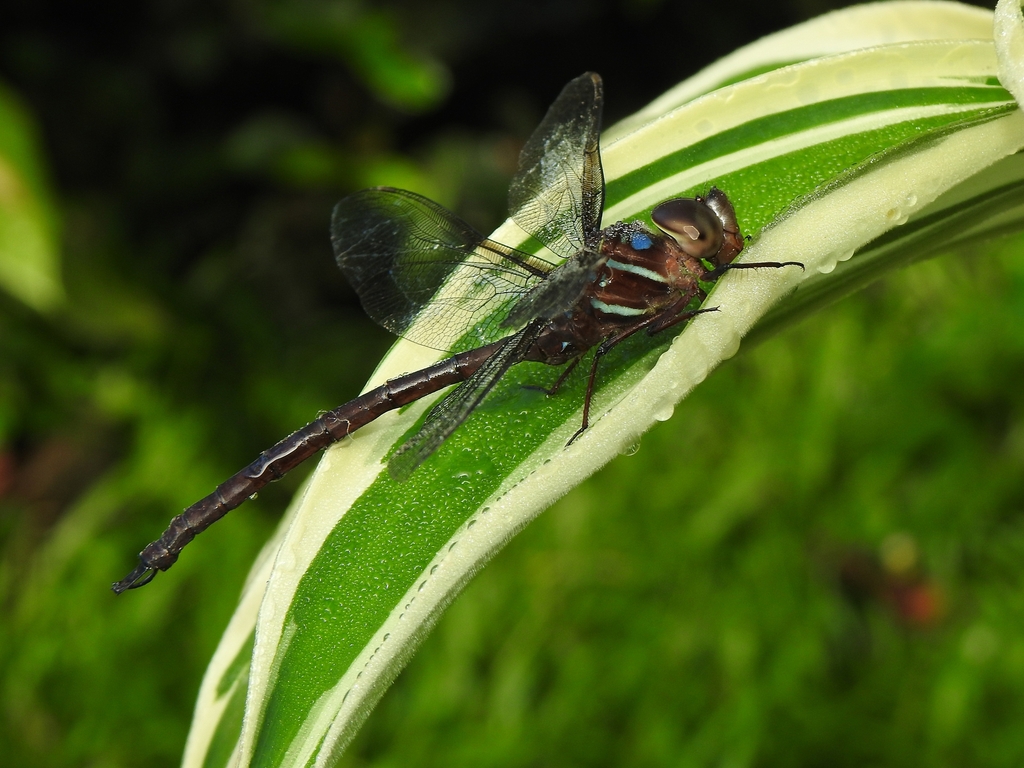 Neuraeschna costalis from Montsinéry-Tonnégrande, French Guiana on July ...