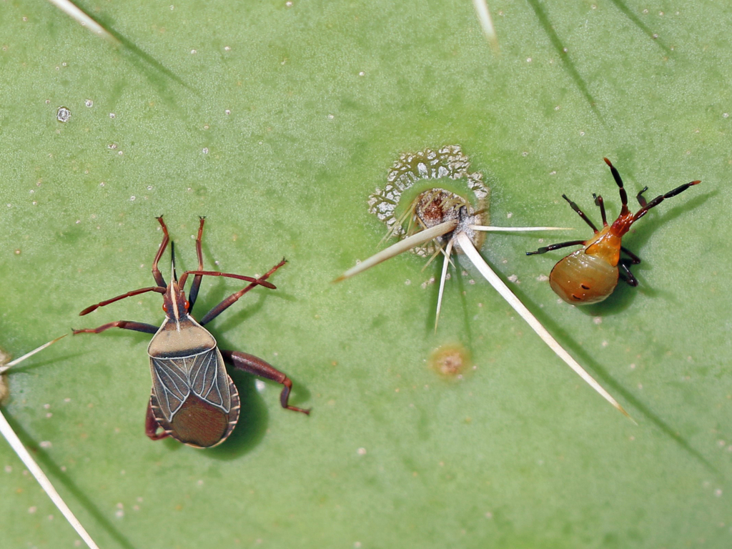 Cactus Coreid Bug from Santa Cruz County, AZ, USA on August 17, 2022 at ...