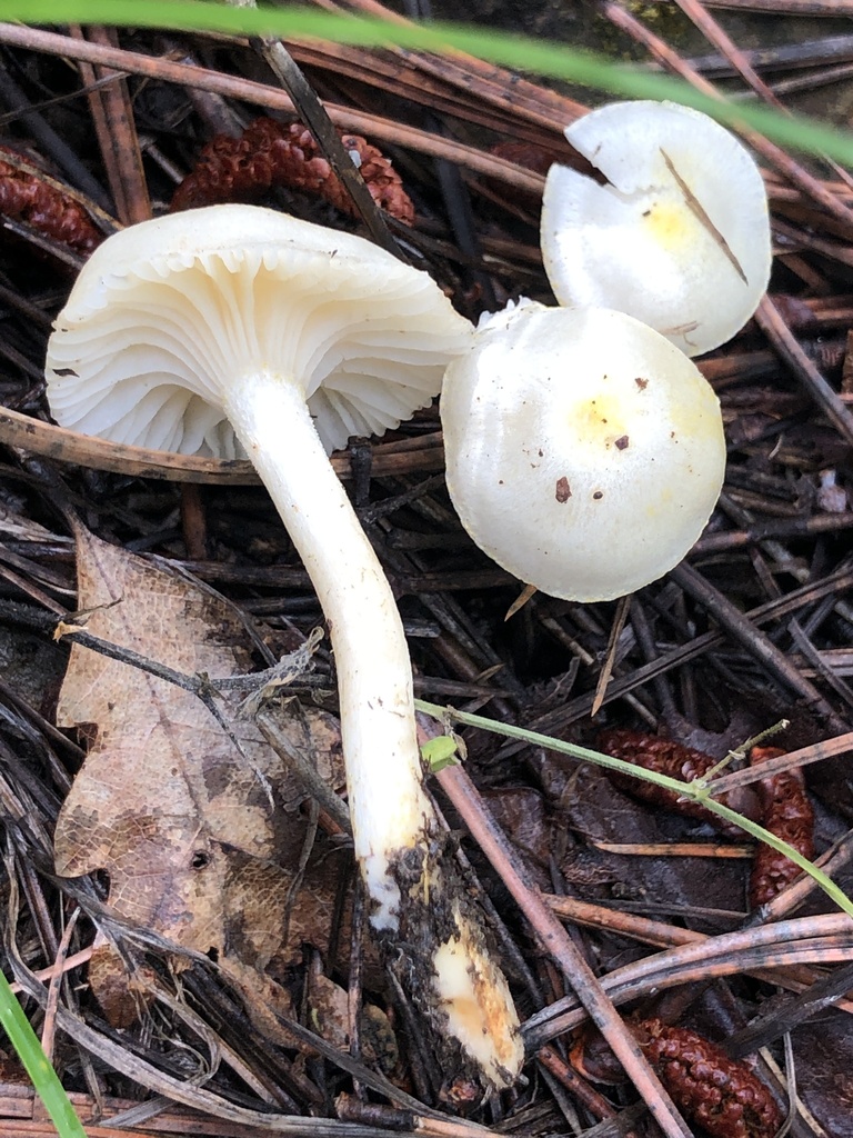 Gold Dust Waxy Cap from Yavapai County, US-AZ, US on August 18, 2022 at ...