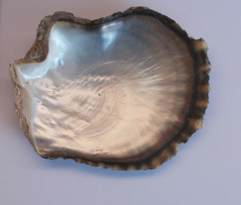 Black-lip Pearl Shell from QLD, Australia on August 19, 2022 at 08:57 ...