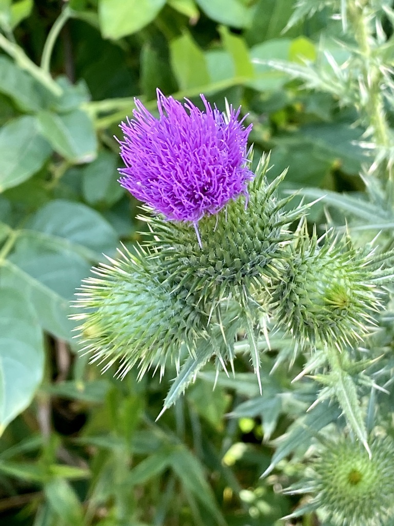 Bull Thistle from Hillcrest Rd, Ridgewood, NJ, US on August 18, 2022 at ...