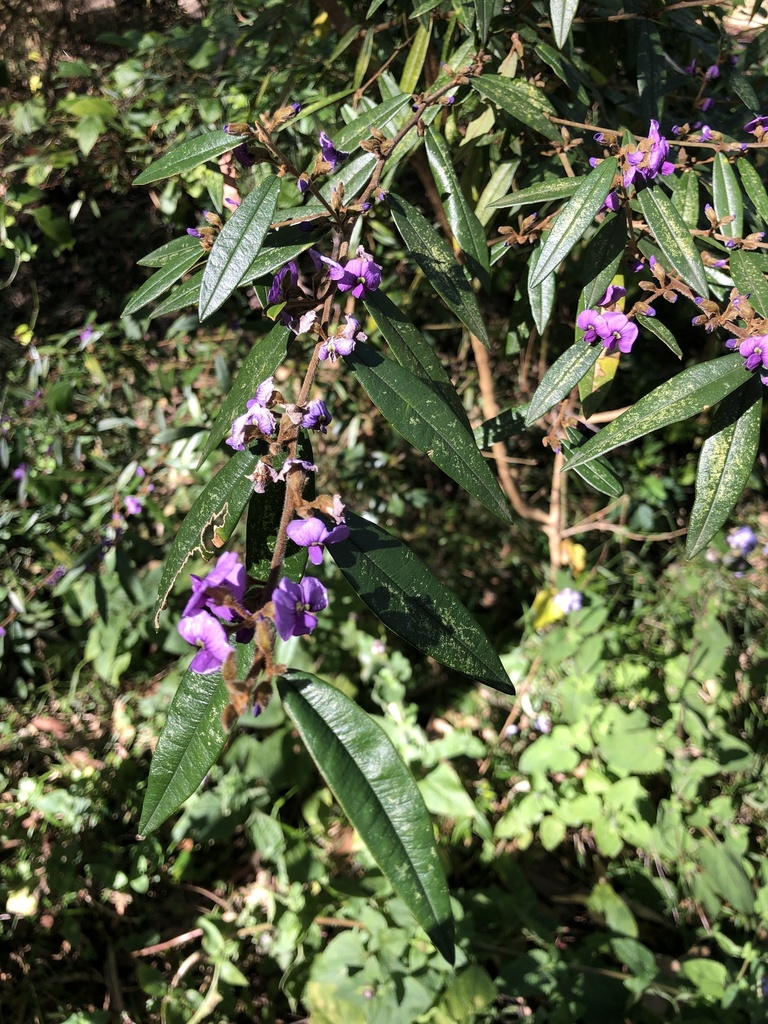 Purple Bush Pea from Walkabout Creek Discovery Centre, Enoggera ...