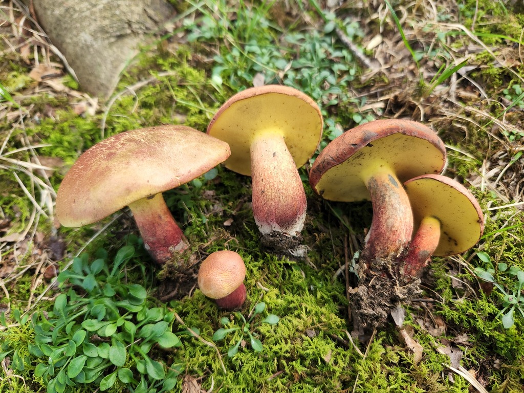 two-colored bolete from Dearborn County, IN, USA on August 05, 2022 at ...