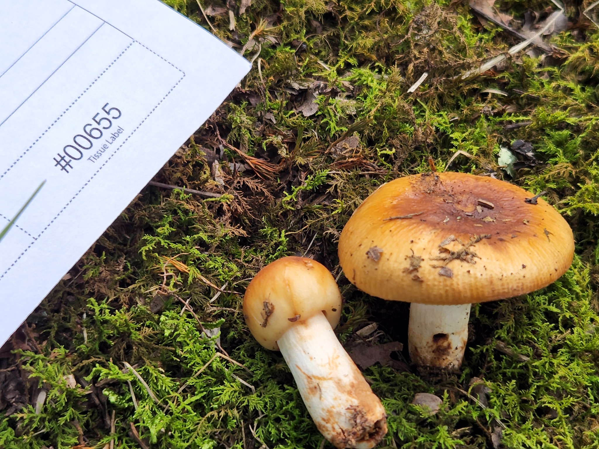 Vanrija humicola (Dasz.) R.T.Moore