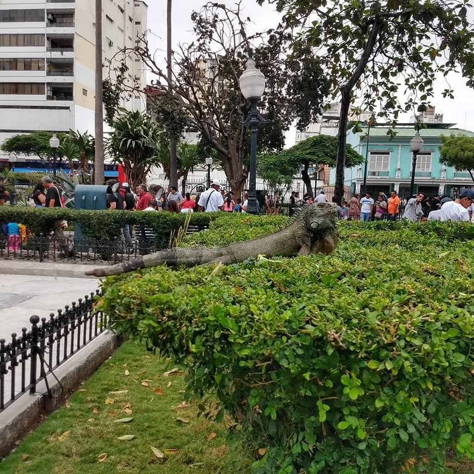 Green Iguana from Guayaquil, Ecuador on August 17, 2022 at 08:10 PM by ...