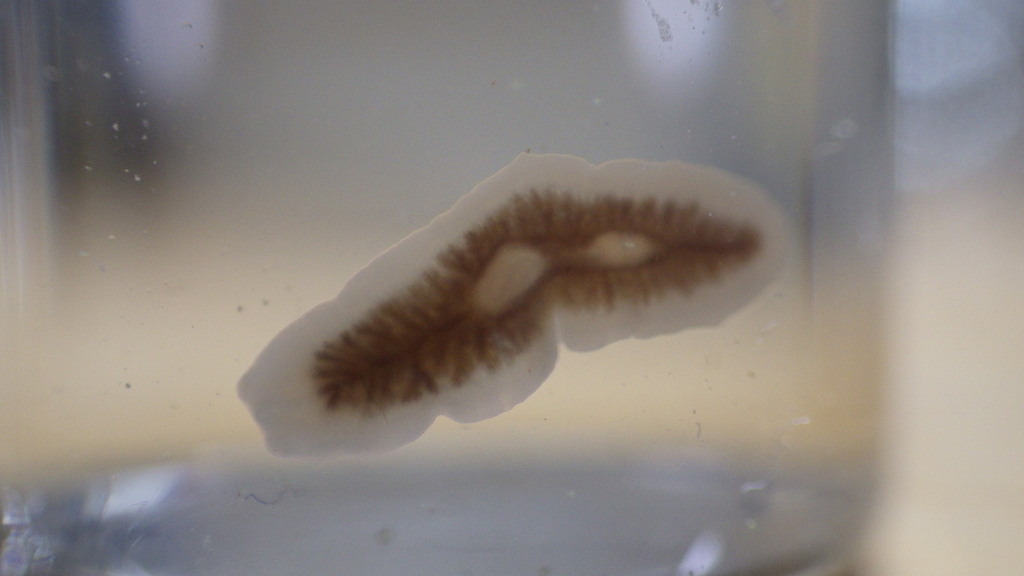 Procotyla typhlops from Bethlehem, PA, USA on August 18, 2022 at 09:54 ...