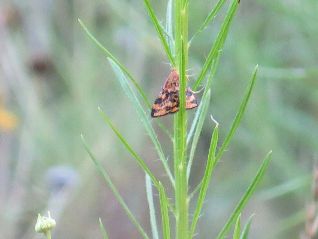 Mottled Pyrausta Moth from 7201 Doc Procter Rd, Wendell, NC 27591, USA ...