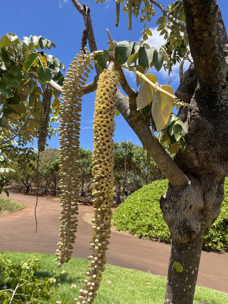 false 'ohe in August 2022 by joshguting · iNaturalist