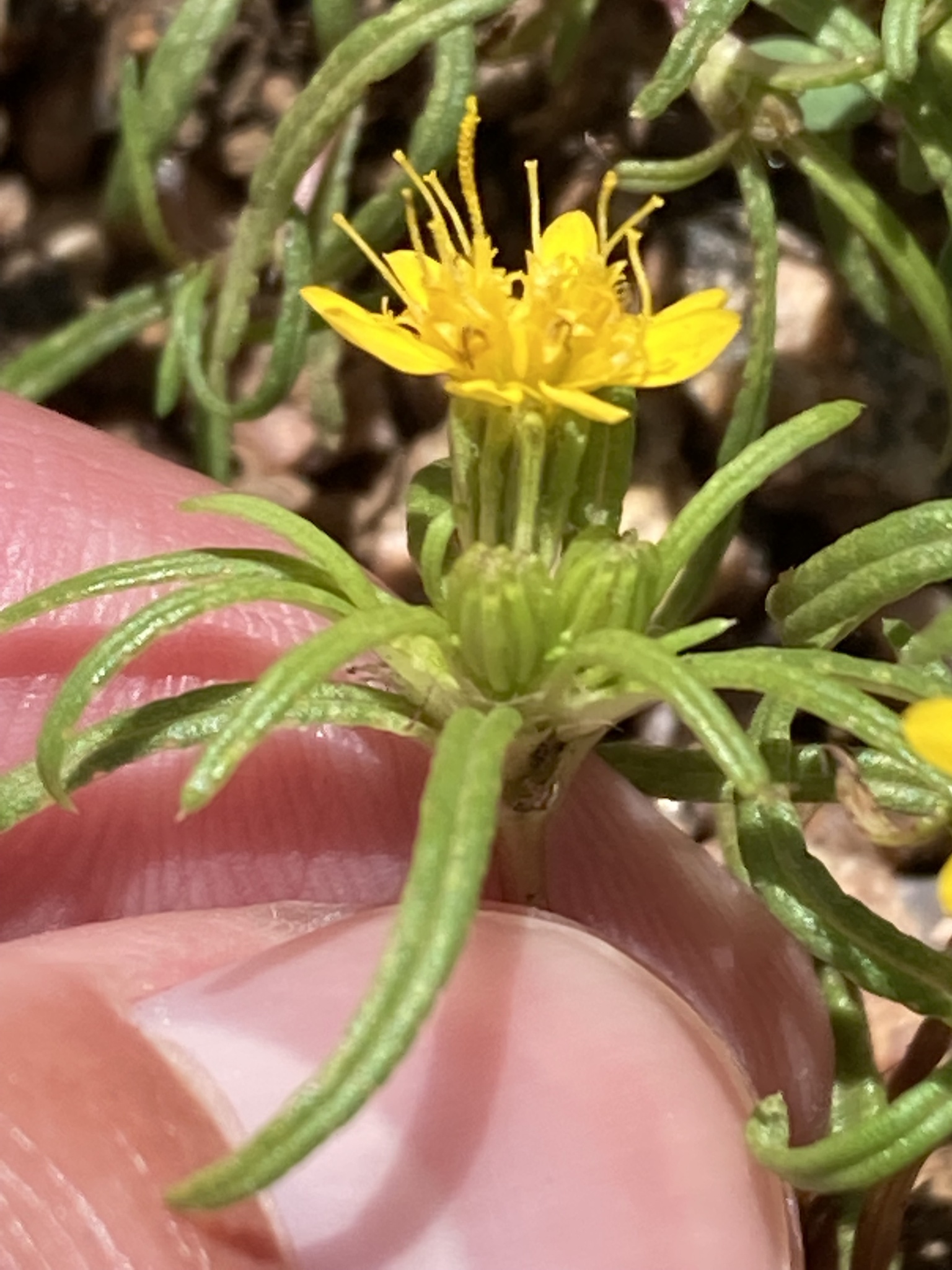 Pectis angustifolia Torr.