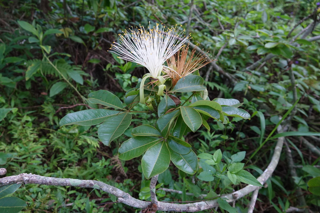 saba nut tree from 卑南鄉, 臺灣省 or 台灣省, 台湾 on August 14, 2022 at 06:34 AM ...