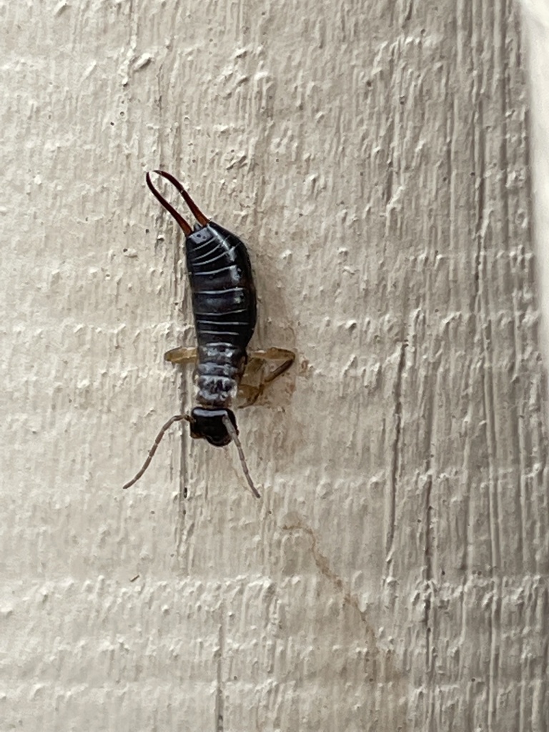 European Earwig from Lawson Ave, Frankston South, VIC, AU on August 17 ...