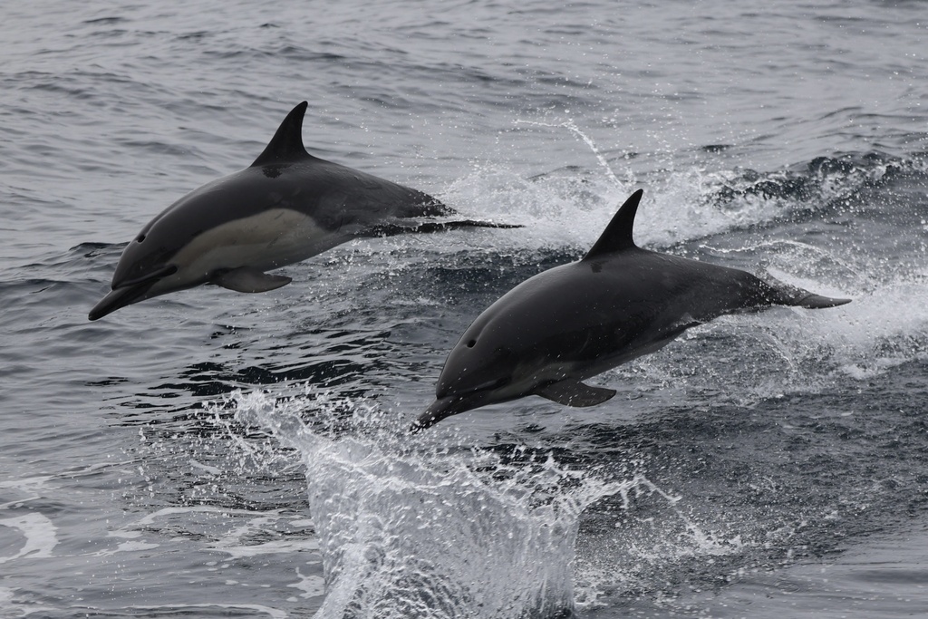 Common Dolphins (Delphinus) - Marine Life Identification