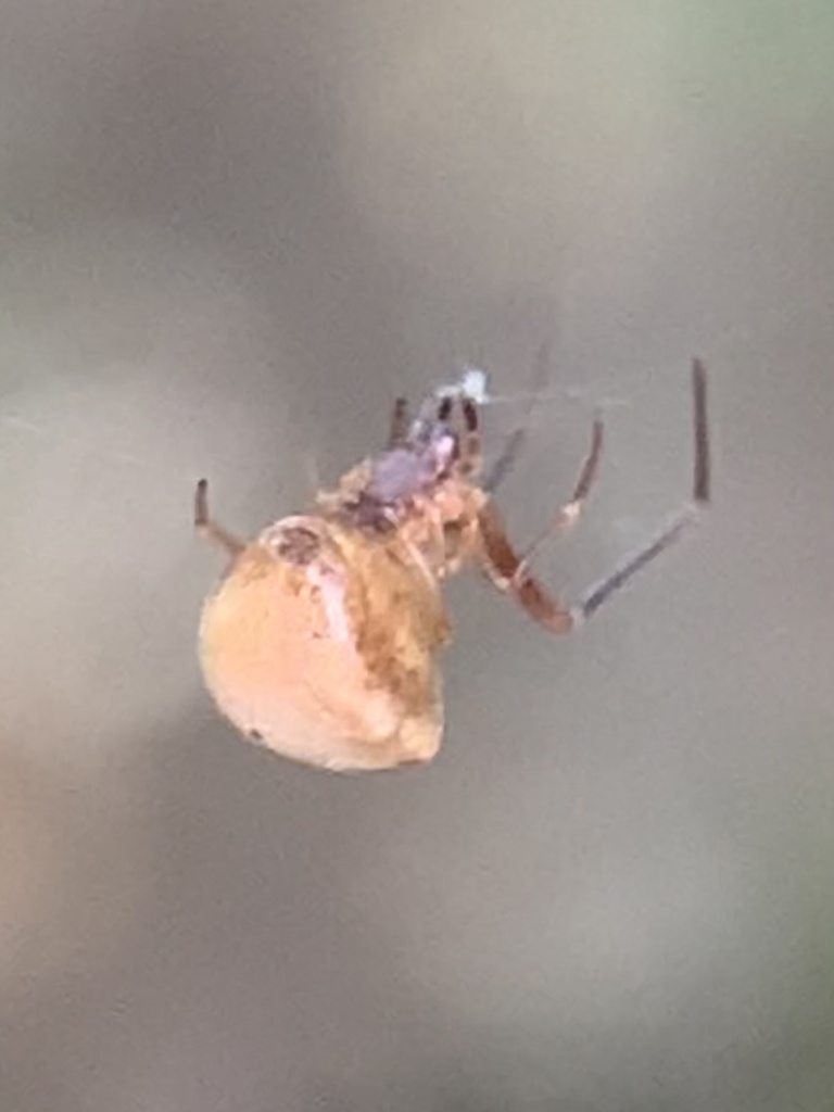 Cobweb Spiders from SH-332, Lake Jackson, TX, US on August 18, 2022 at ...