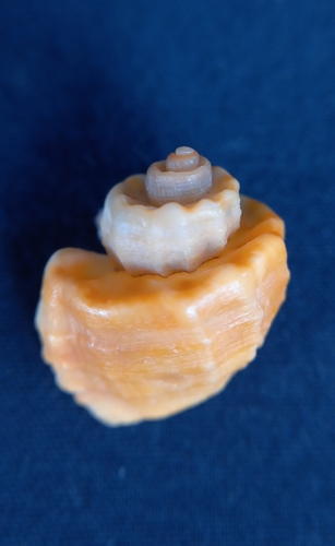 Trigonostoma laseroni · iNaturalist