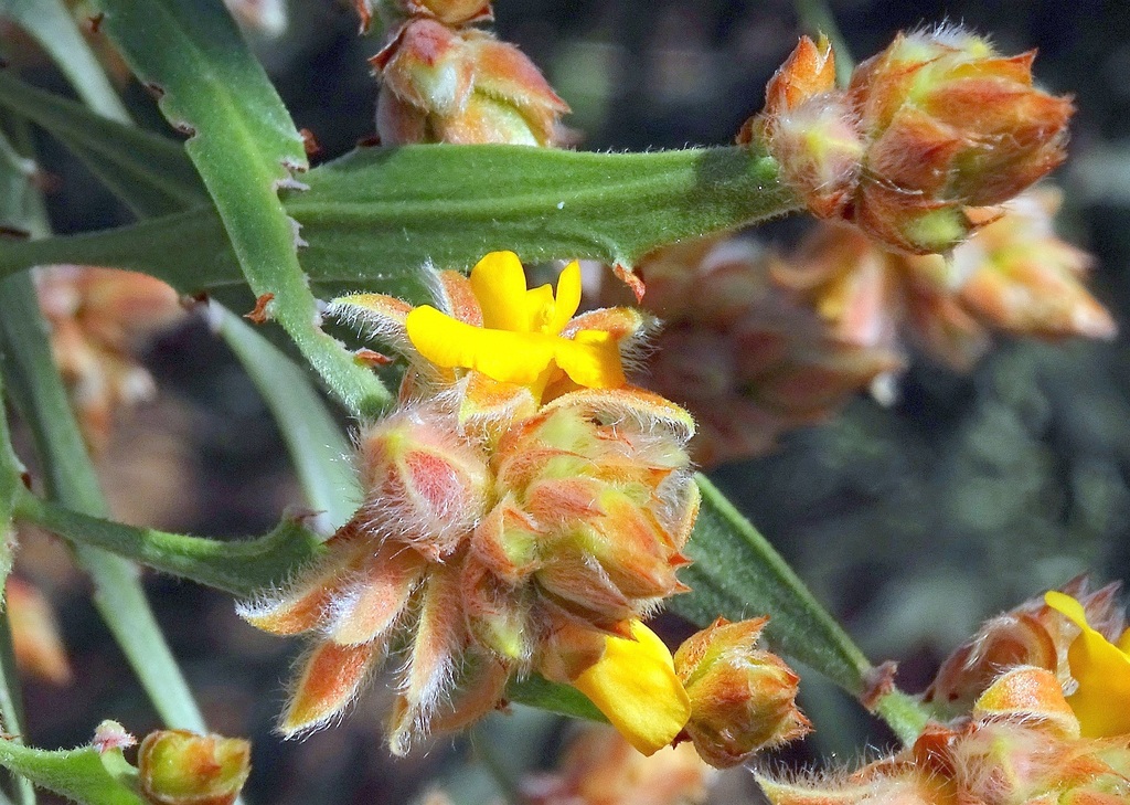 (Jacksonia dilatata) - Botanical Realm