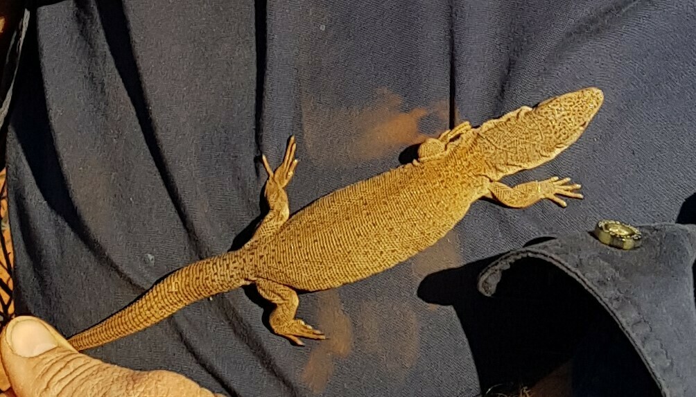 Line-tailed Pygmy Monitor from Lake Carnegie WA 6646, Australia on ...
