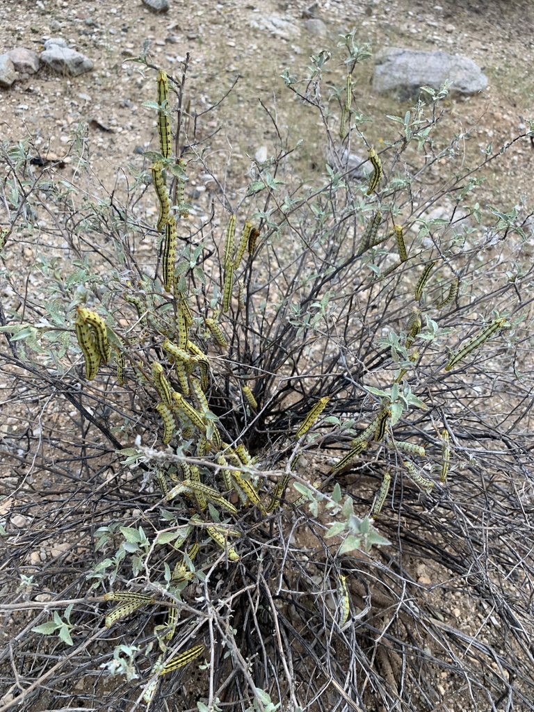 triangle-leaf bursage from White Tank Mountain Regional Park, Buckeye ...