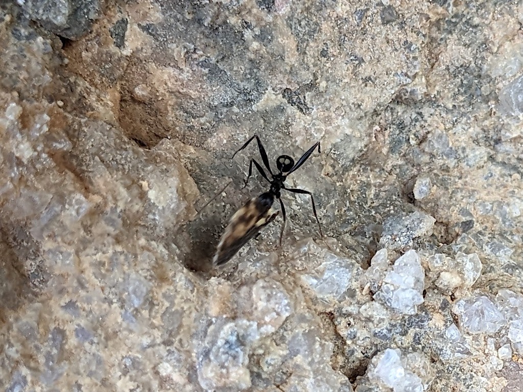 Cecconi's Collared Ant from Crete, Greece on August 18, 2022 at 06:19 ...